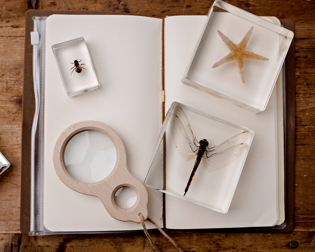 Dragonfly Specimen | Resin Specimens for Kids | Nature Play Resources ...