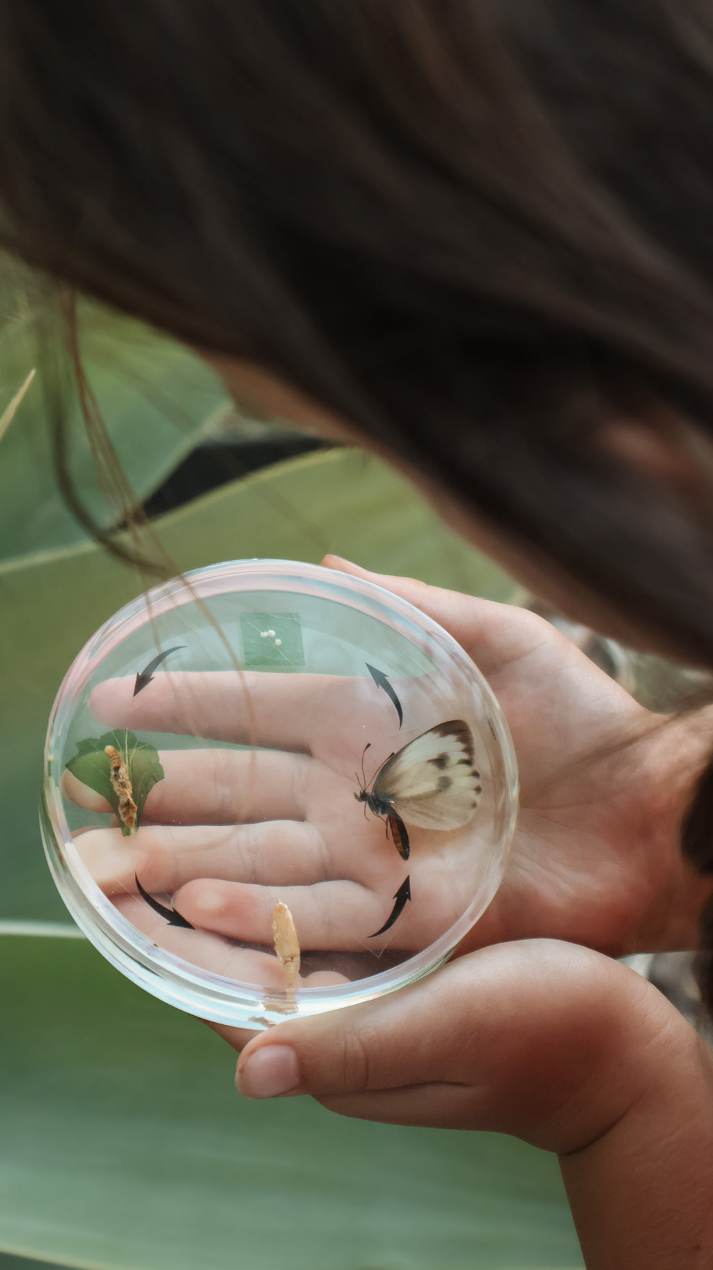 Honeybee Lifecycle Specimen Block | Resin Specimens for Kids | Nature ...